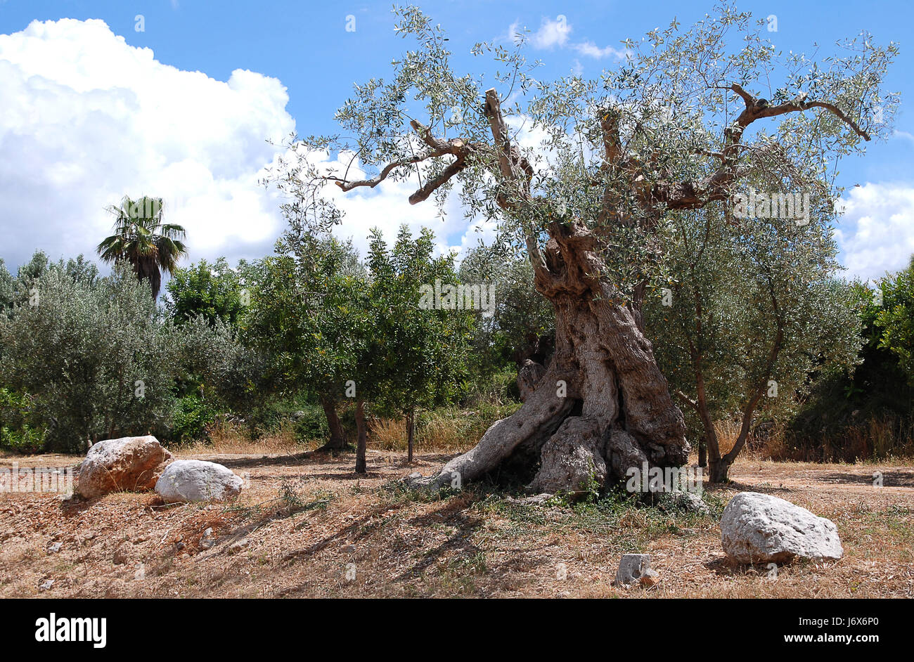 old olive tree Stock Photo - Alamy