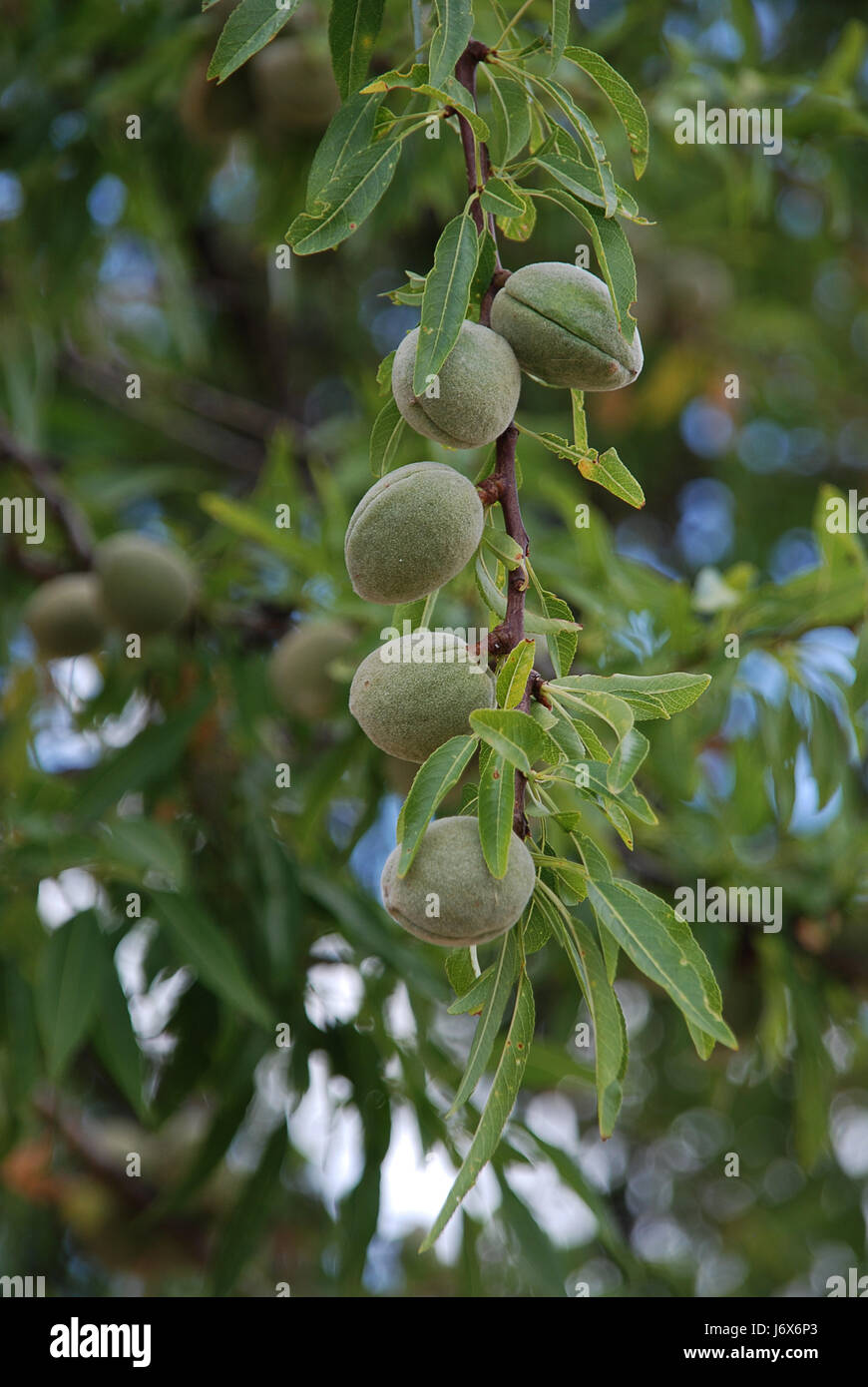 green immature infantile childish almond almond tree almonds tonsils ...