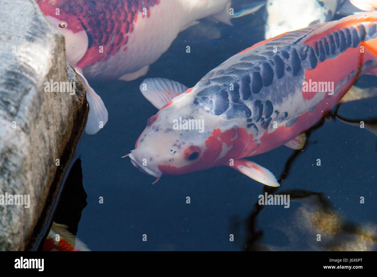 Koi fish, Cyprinus carpio haematopterus, eating in a koi pond in Japan ...