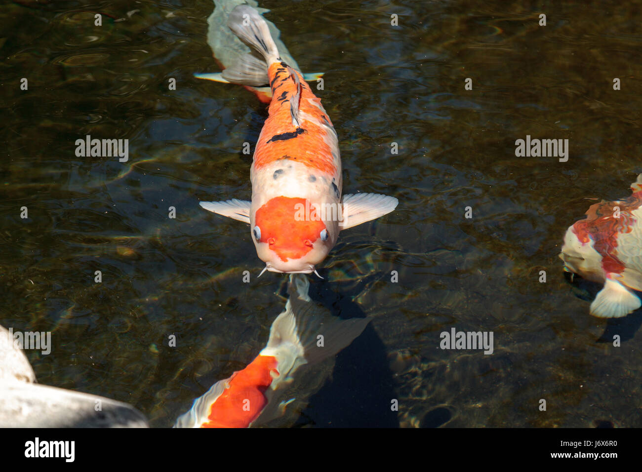 Koi fish, Cyprinus carpio haematopterus, eating in a koi pond in Japan ...