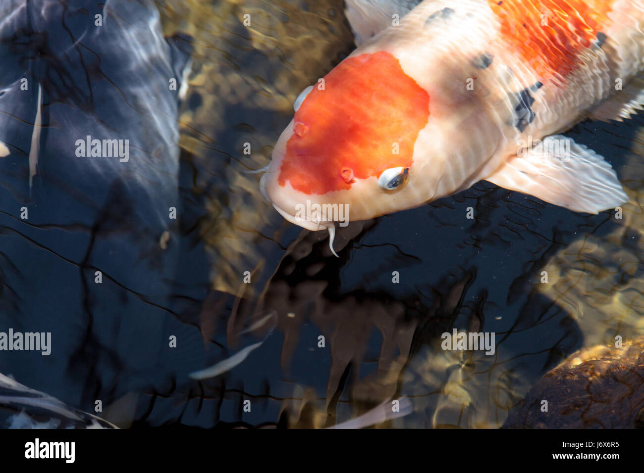 Koi fish, Cyprinus carpio haematopterus, eating in a koi pond in Japan ...