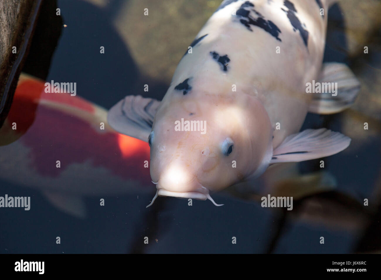 Koi fish, Cyprinus carpio haematopterus, eating in a koi pond in Japan ...