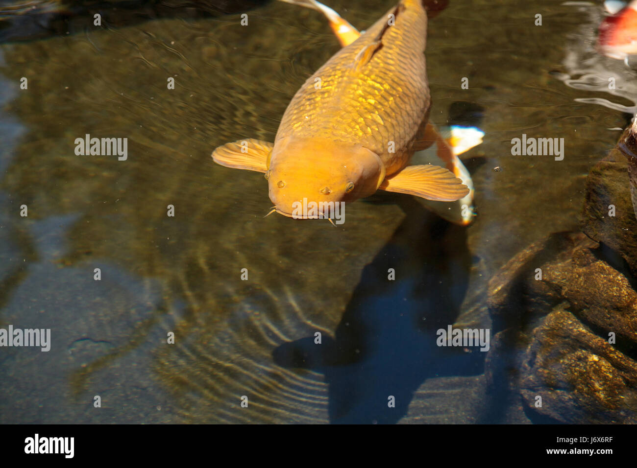 Koi fish, Cyprinus carpio haematopterus, eating in a koi pond in Japan ...