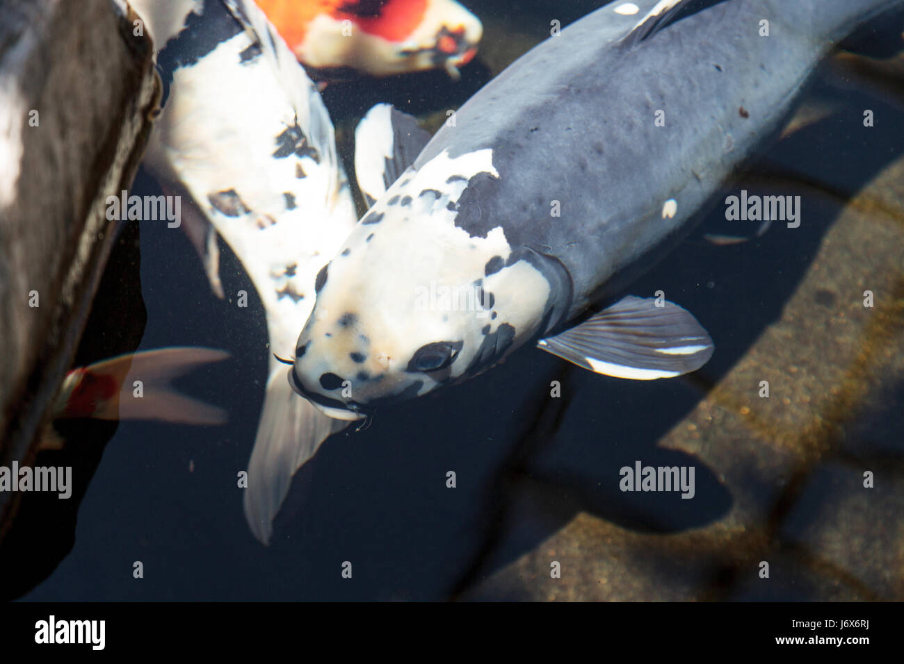 Koi fish, Cyprinus carpio haematopterus, eating in a koi pond in Japan ...