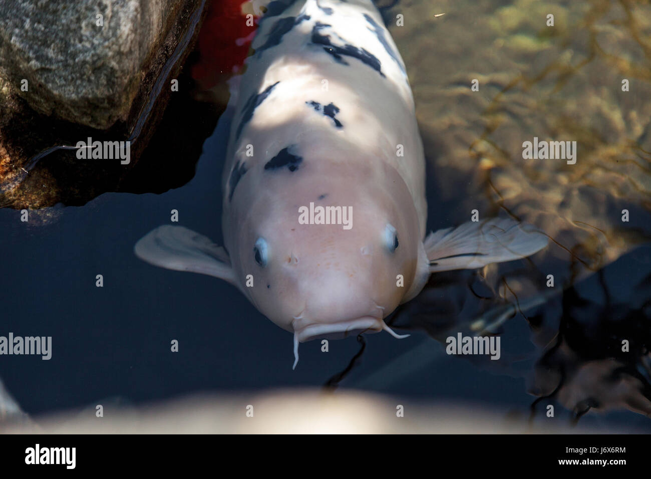 Koi fish, Cyprinus carpio haematopterus, eating in a koi pond in Japan ...