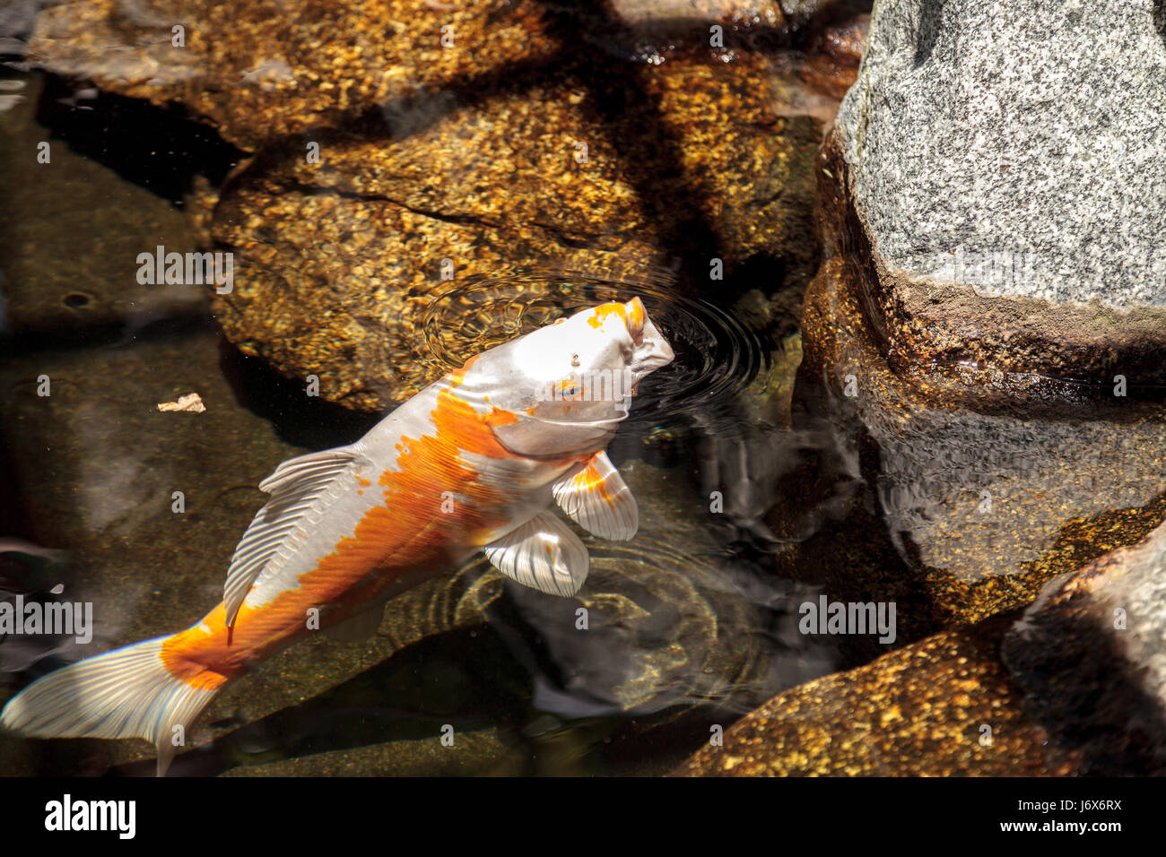 Koi fish, Cyprinus carpio haematopterus, eating in a koi pond in Japan ...