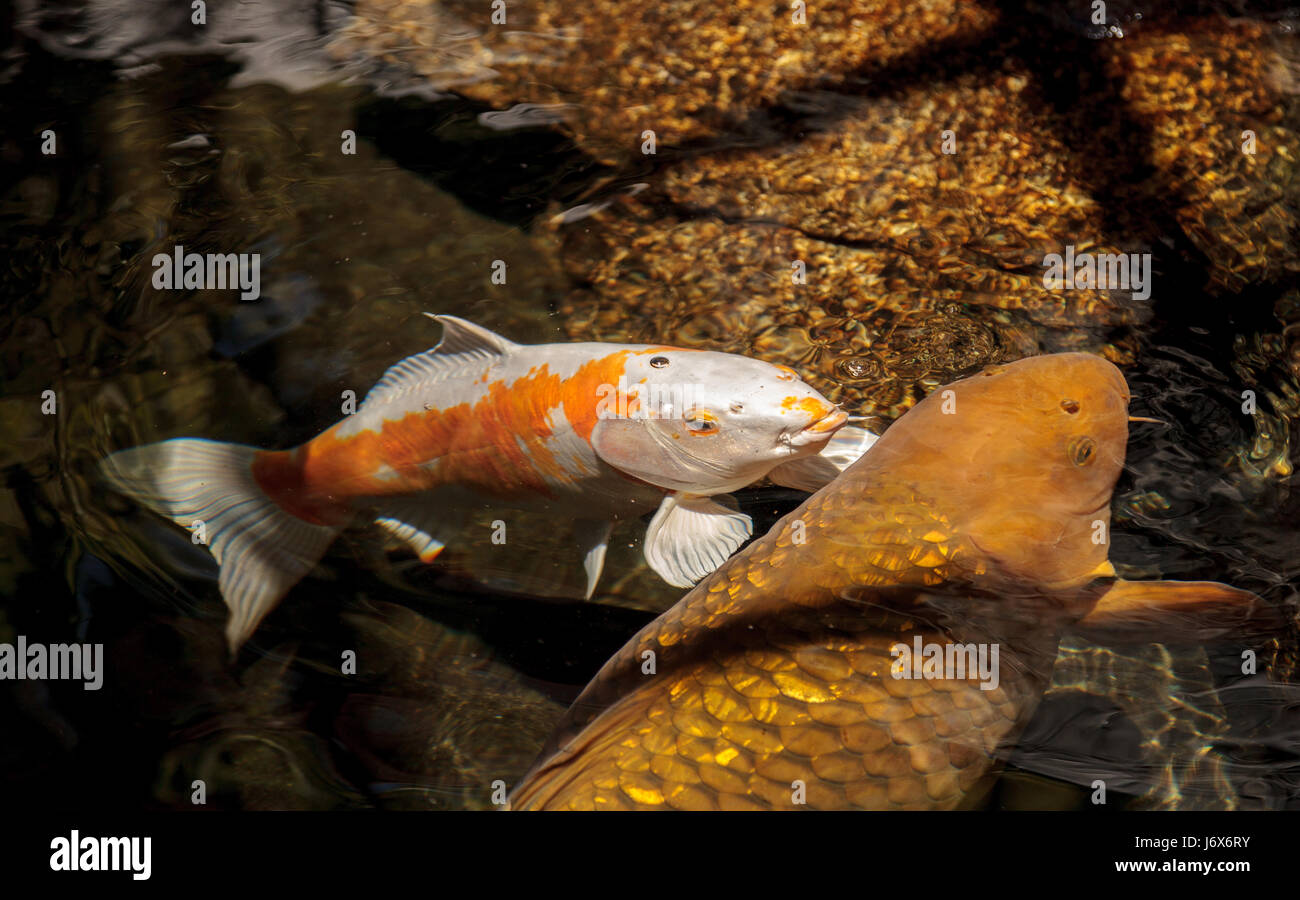 Koi fish, Cyprinus carpio haematopterus, eating in a koi pond in Japan ...