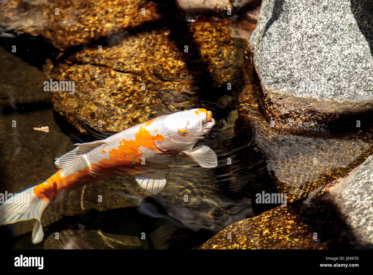Koi fish, Cyprinus carpio haematopterus, eating in a koi pond in Japan ...