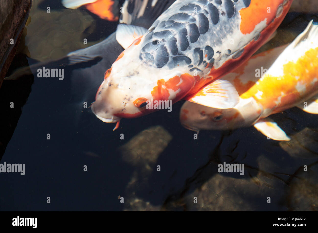 Koi fish, Cyprinus carpio haematopterus, eating in a koi pond in Japan ...