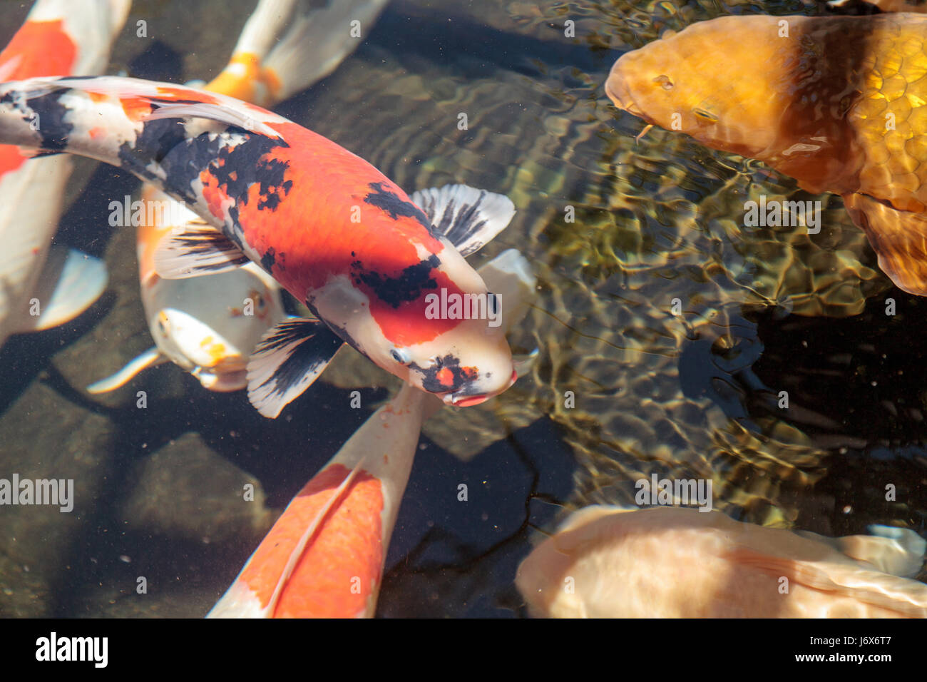Koi fish, Cyprinus carpio haematopterus, eating in a koi pond in Japan ...