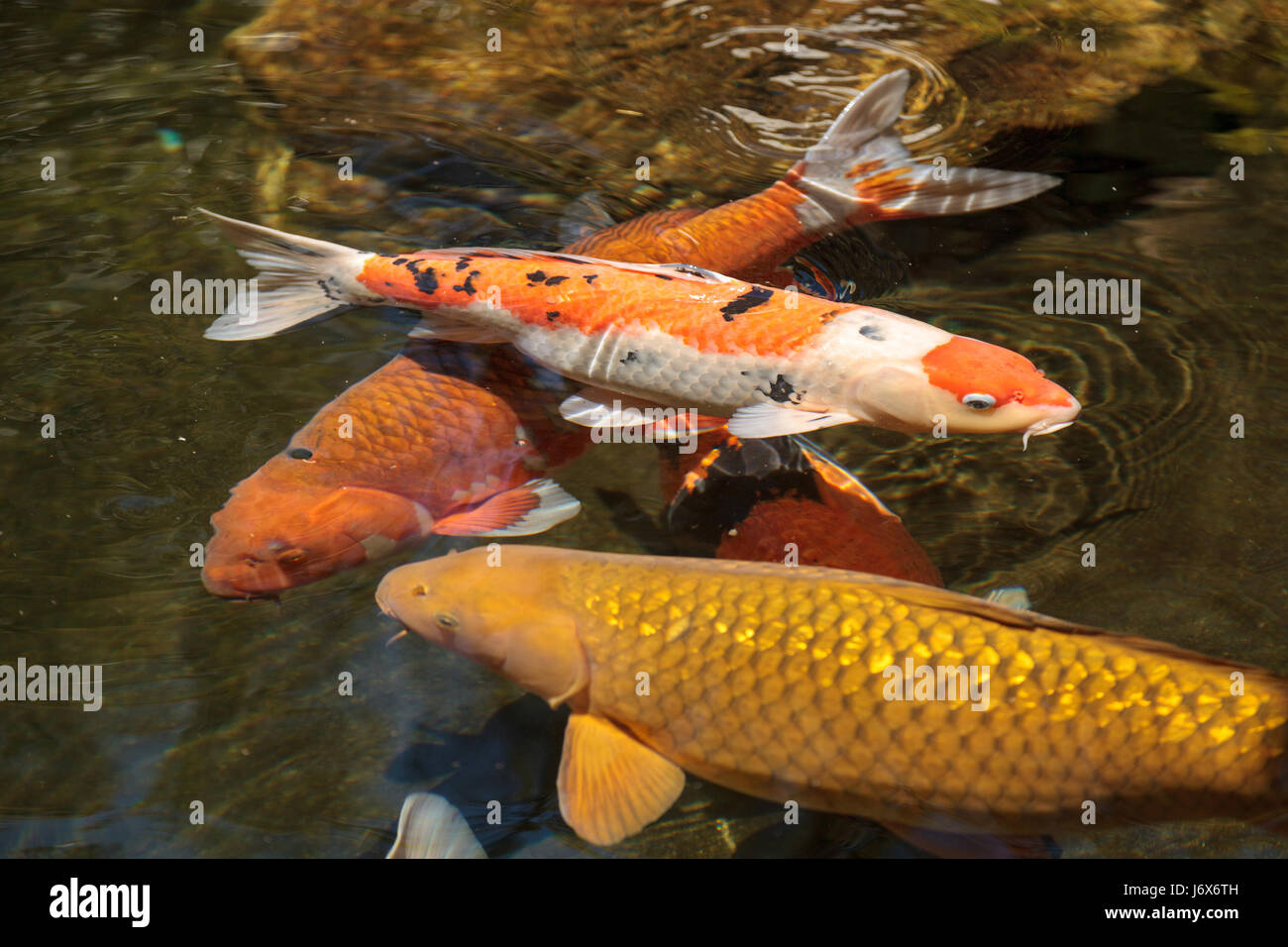 Koi fish, Cyprinus carpio haematopterus, eating in a koi pond in Japan ...