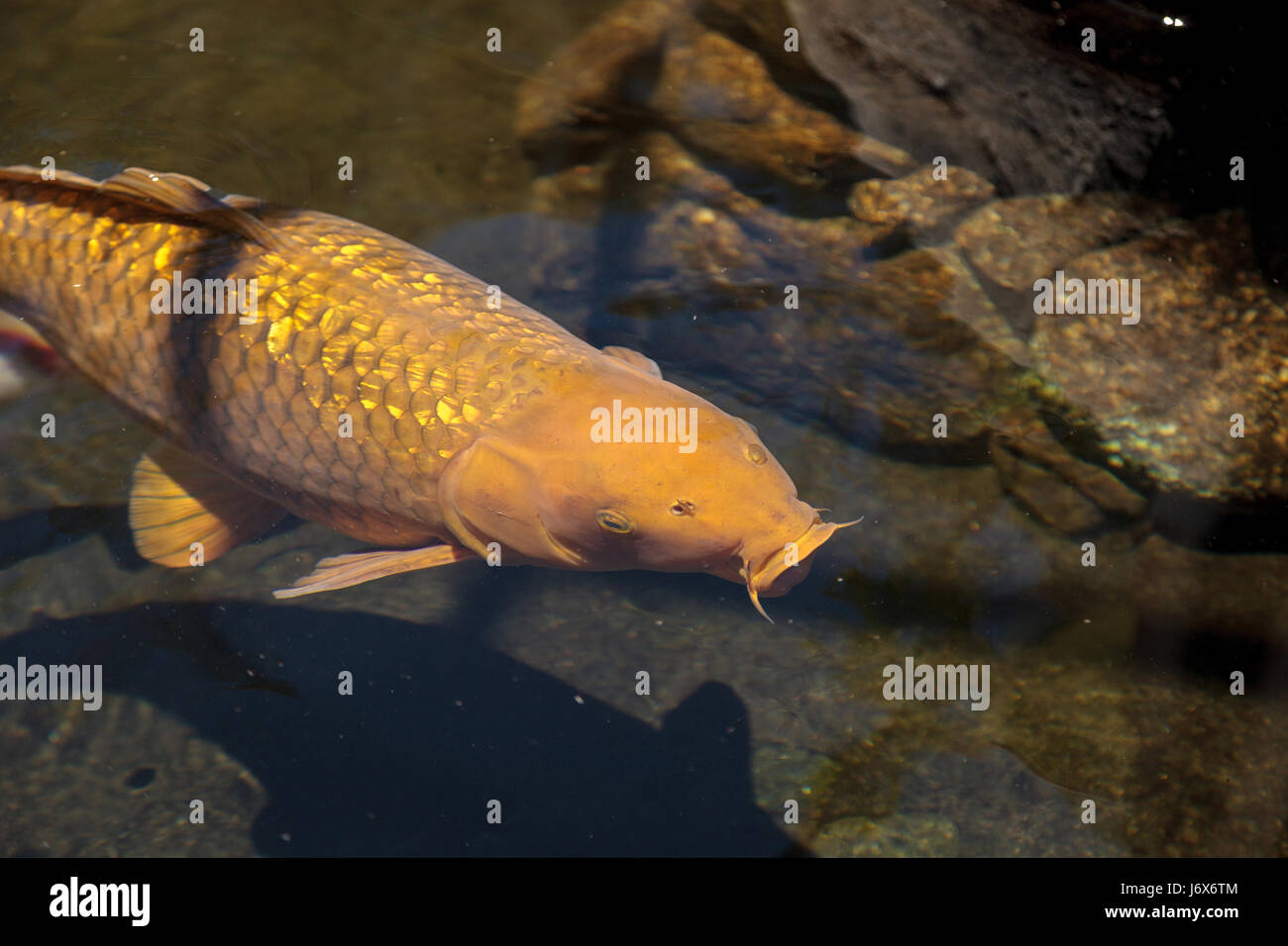 Koi fish, Cyprinus carpio haematopterus, eating in a koi pond in Japan ...