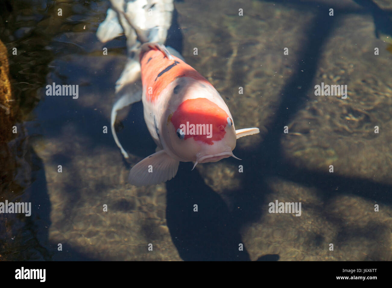Koi fish, Cyprinus carpio haematopterus, eating in a koi pond in Japan ...