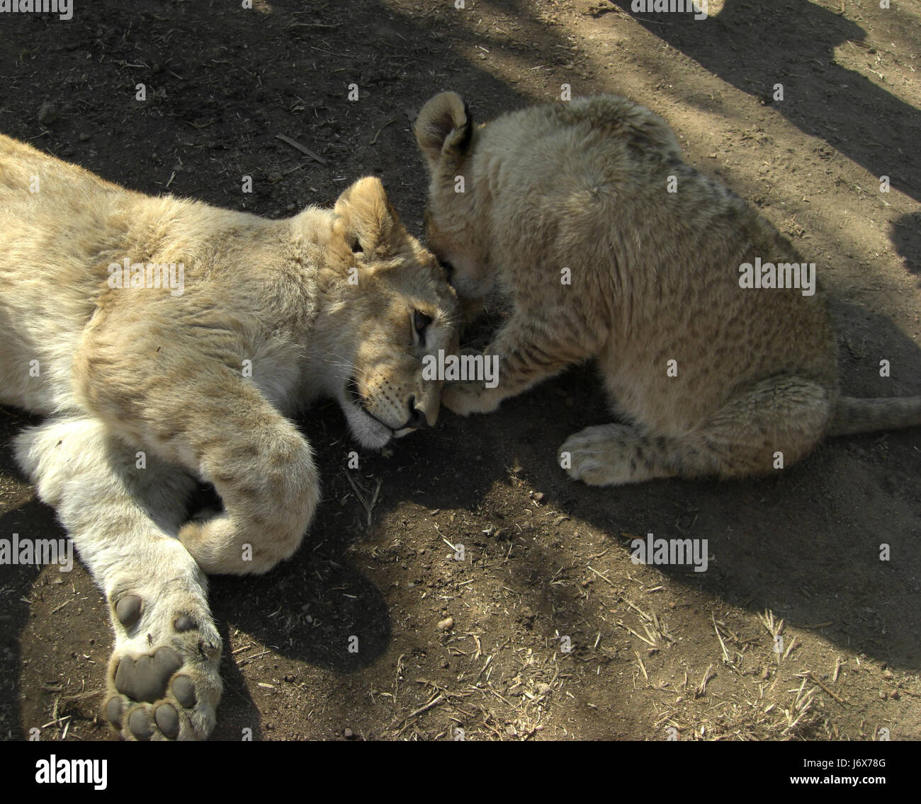 Lion and cubs hug hi-res stock photography and images - Alamy