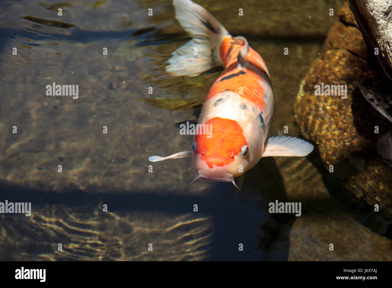 Koi fish, Cyprinus carpio haematopterus, eating in a koi pond in Japan ...