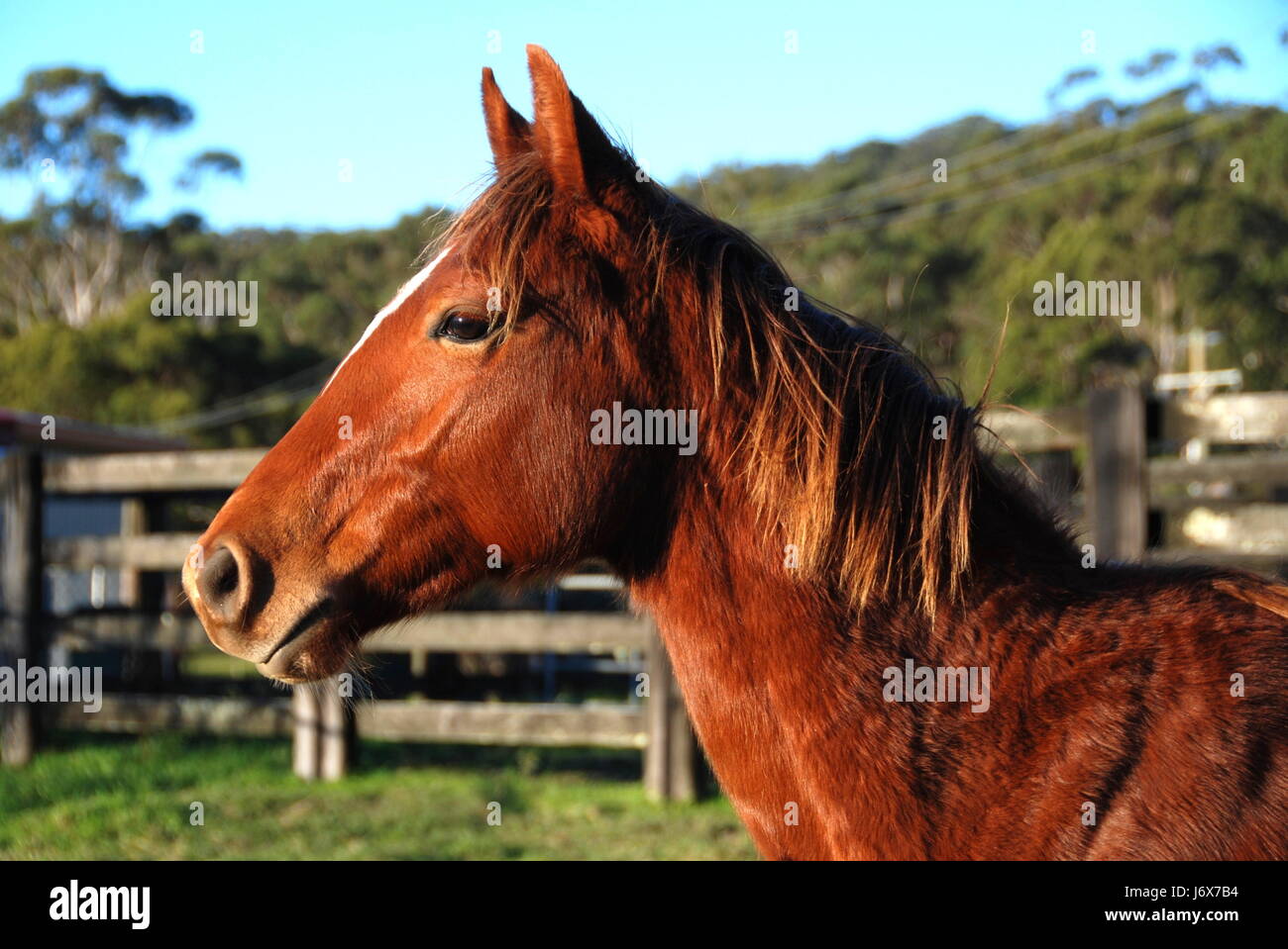 quarter horse yearling,portrait Stock Photo - Alamy