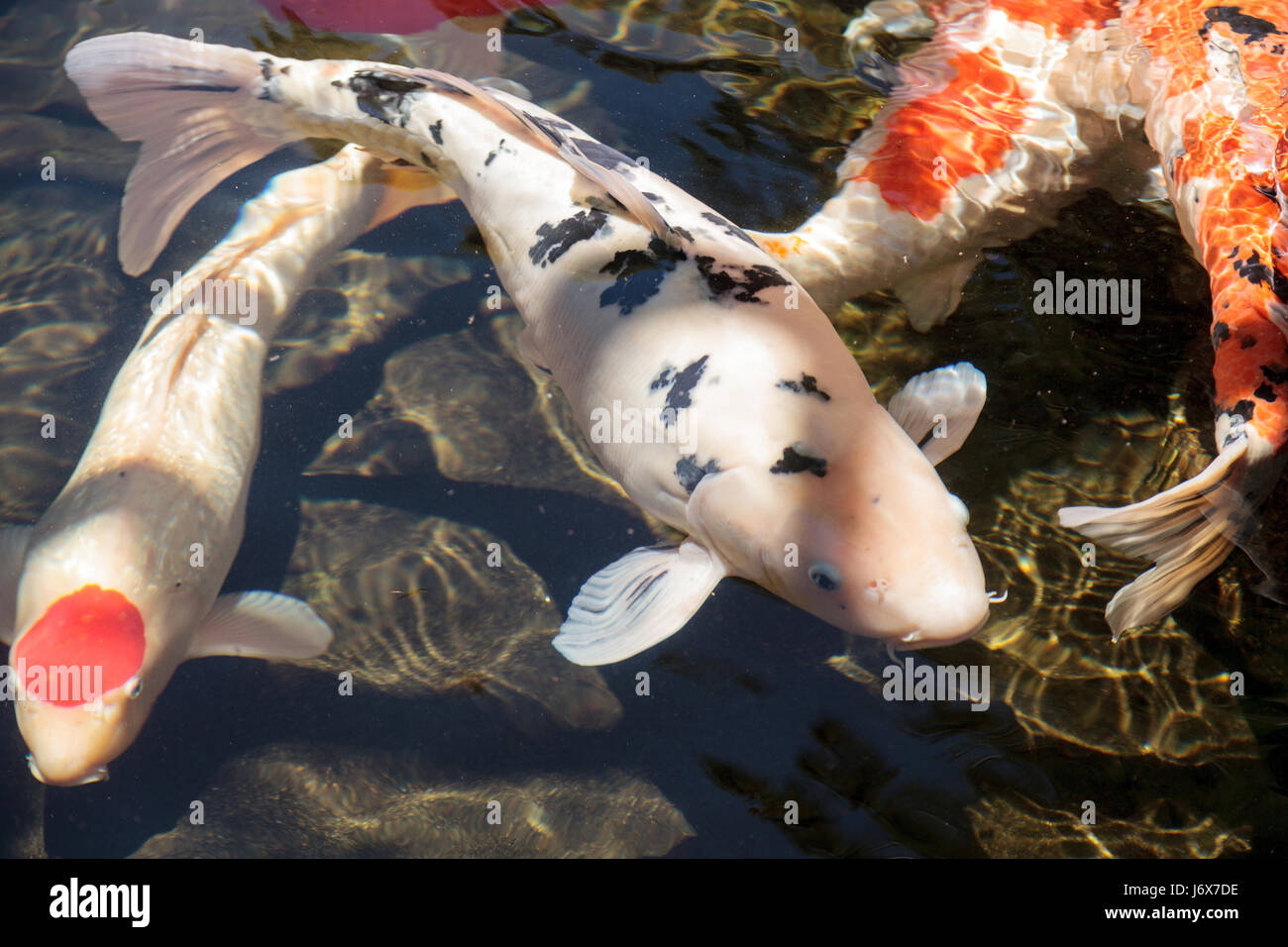 Koi fish, Cyprinus carpio haematopterus, eating in a koi pond in Japan ...