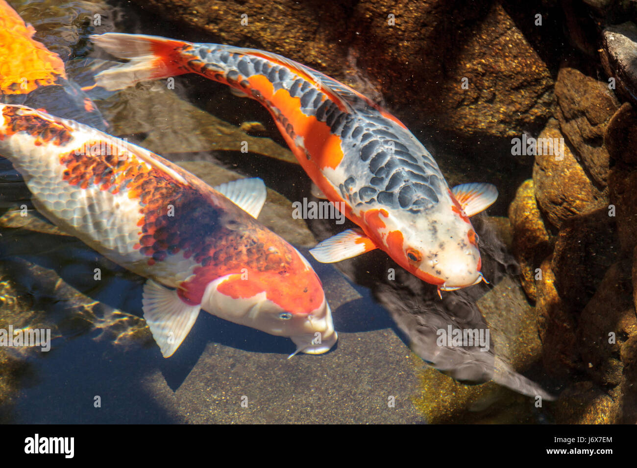 Koi fish, Cyprinus carpio haematopterus, eating in a koi pond in Japan ...