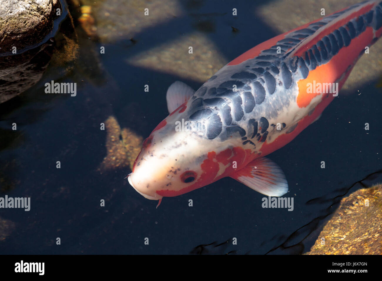 Koi fish, Cyprinus carpio haematopterus, eating in a koi pond in Japan ...