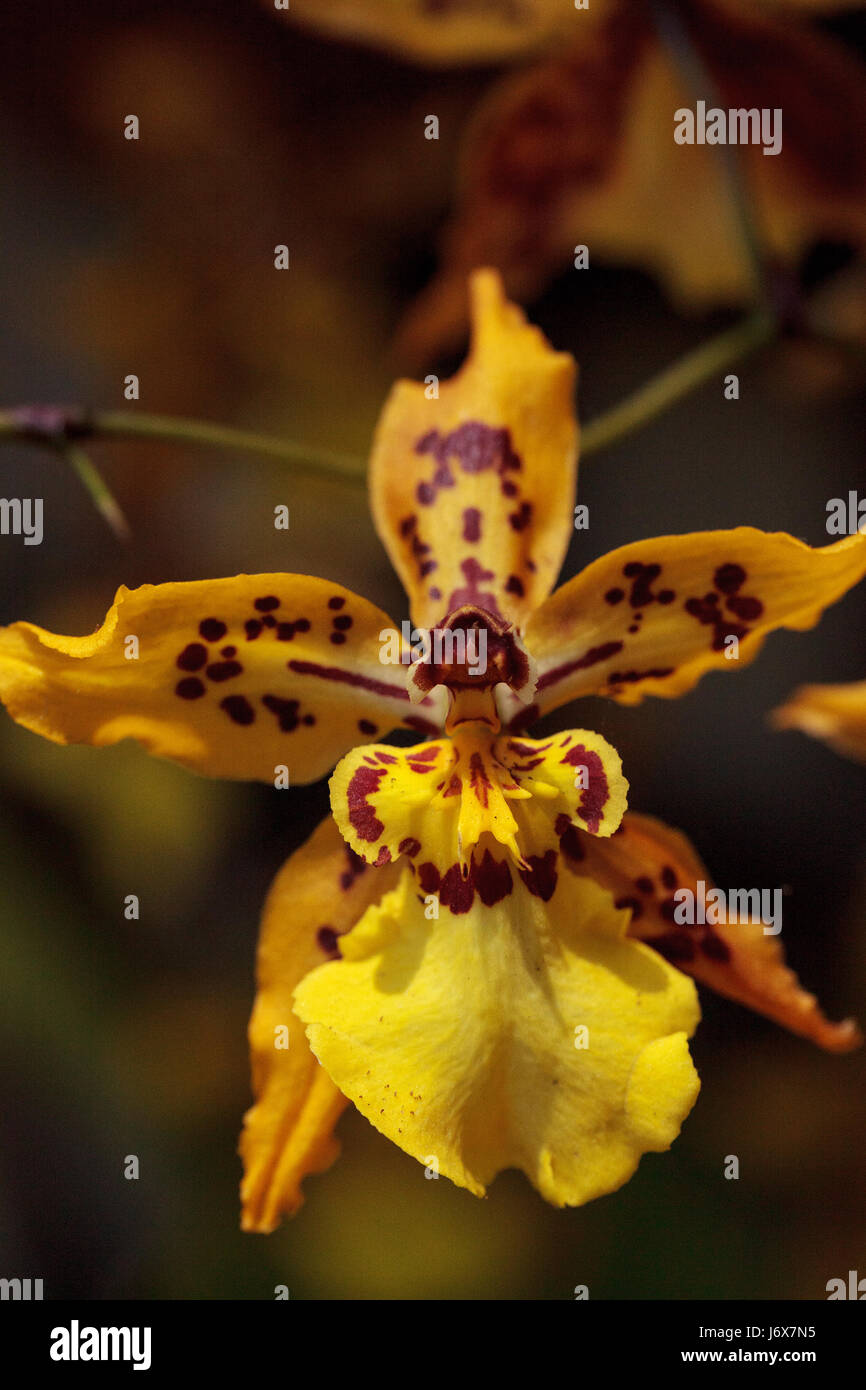 Yellow oncidium orchid flower blooms in a botanical garden in spring ...