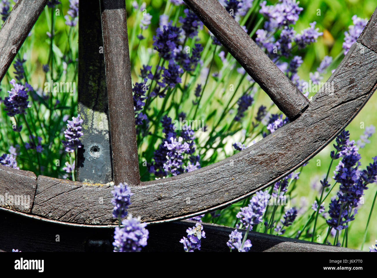 lavender with wheel Stock Photo - Alamy