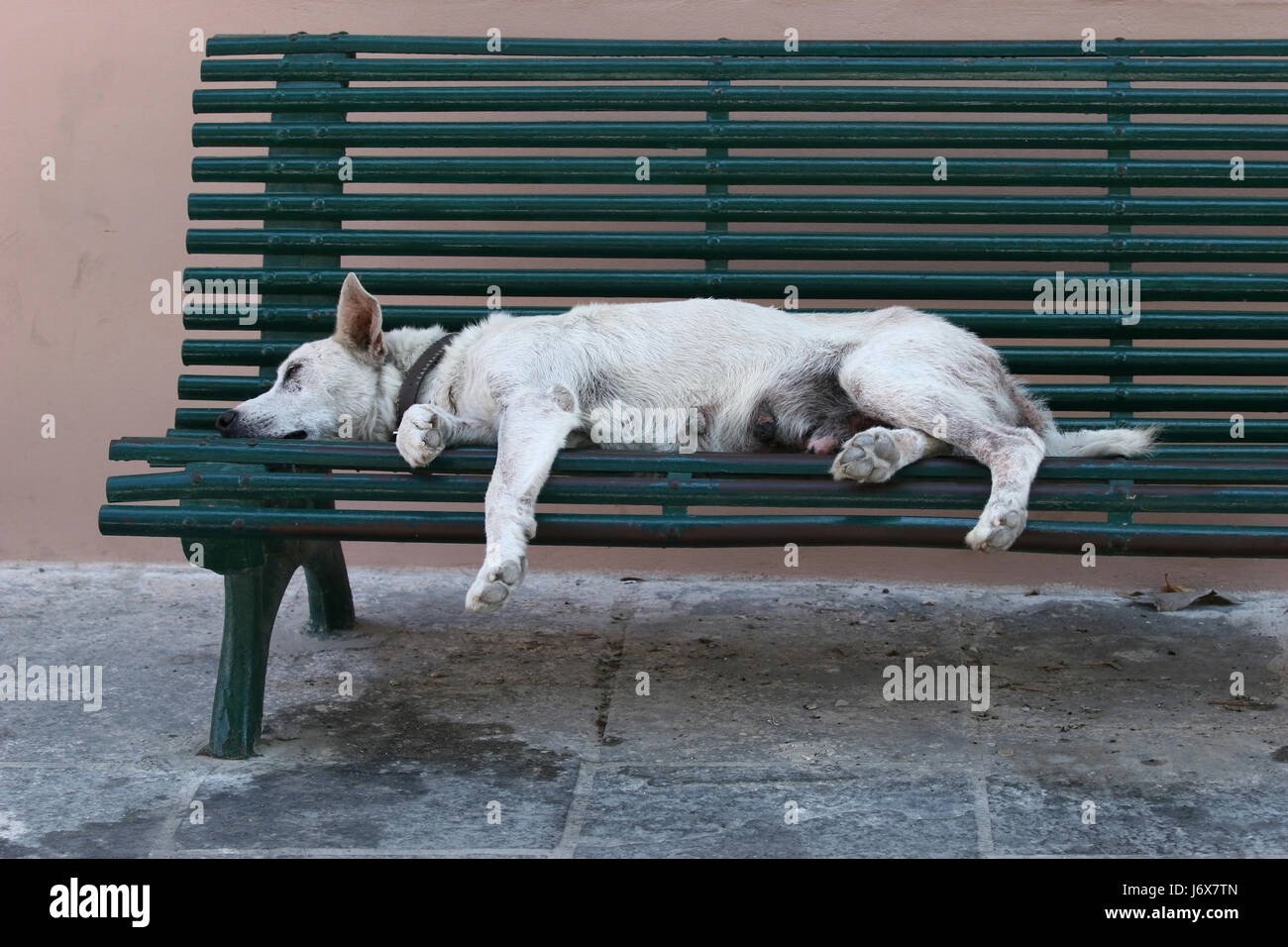 dog during the heat wave Stock Photo - Alamy