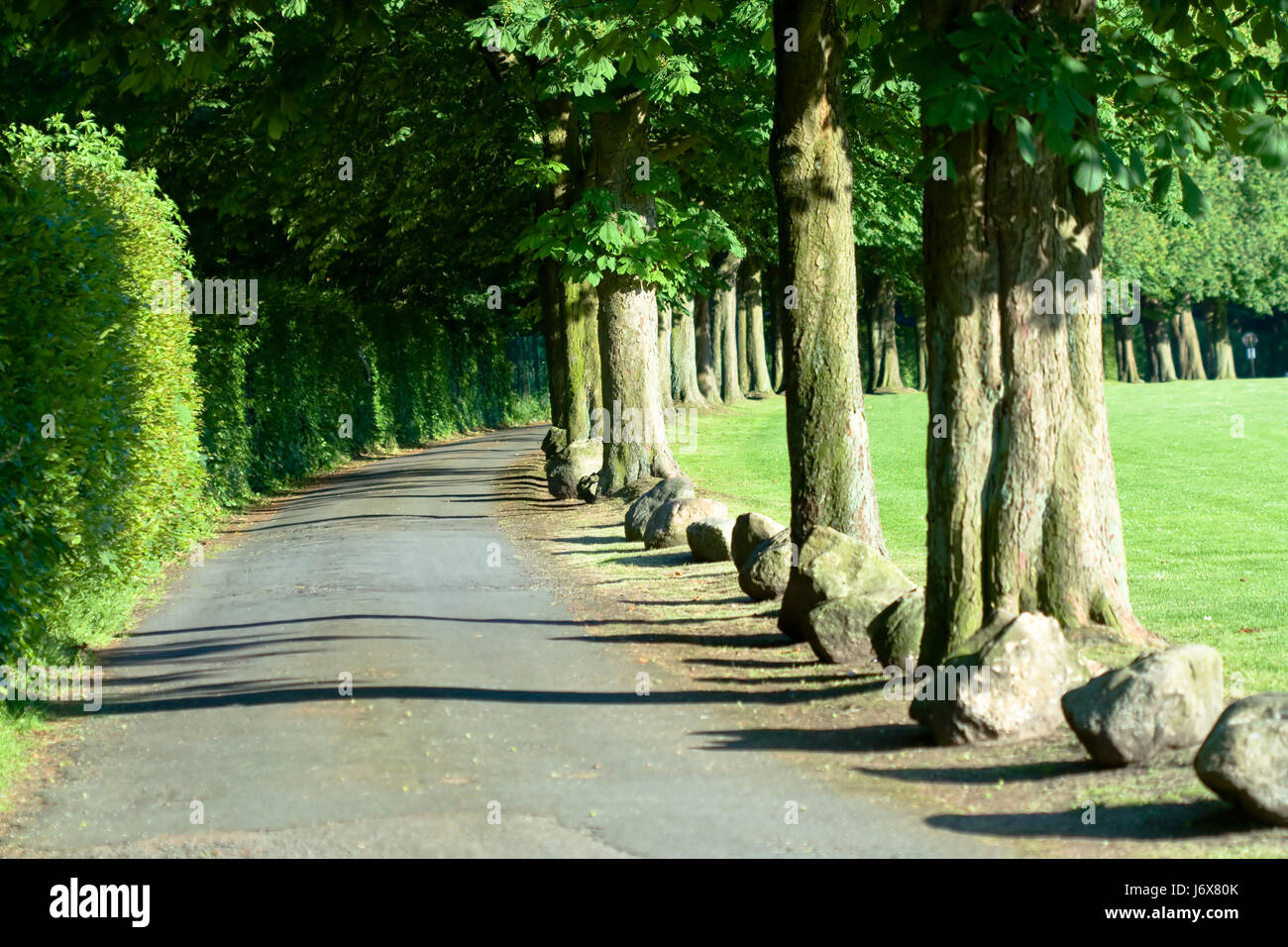 path with trees Stock Photo - Alamy