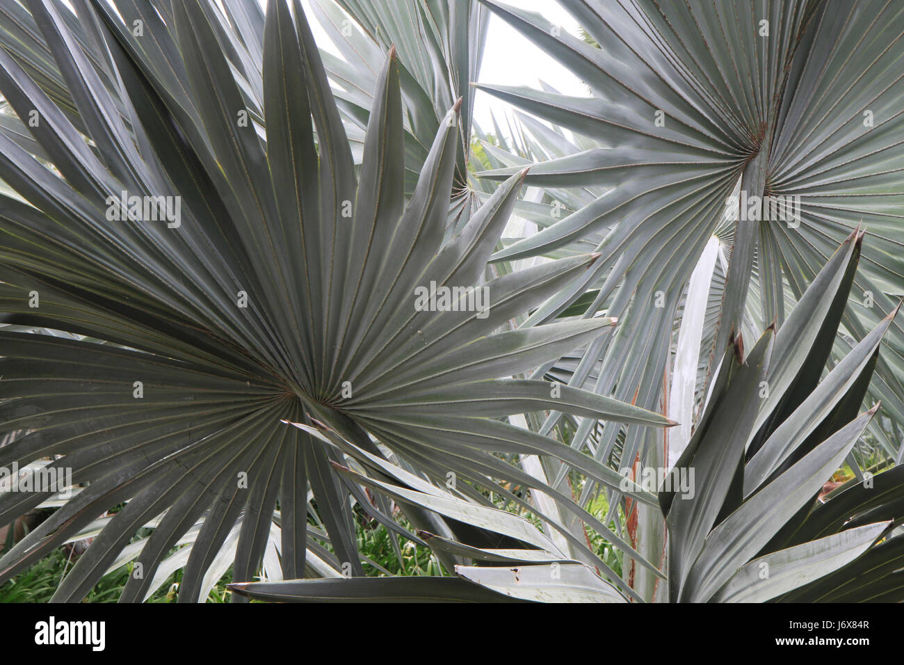 Silver palm hi-res stock photography and images - Alamy