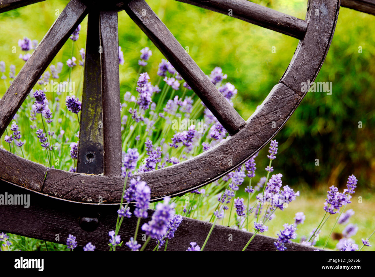 garden wheel flower plant bloom blossom flourish flourishing purple ...
