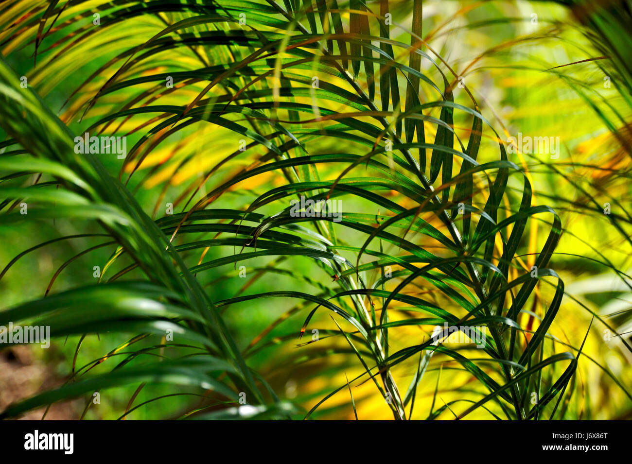leaf detail tree leaves abstract palm backdrop background foliage ...