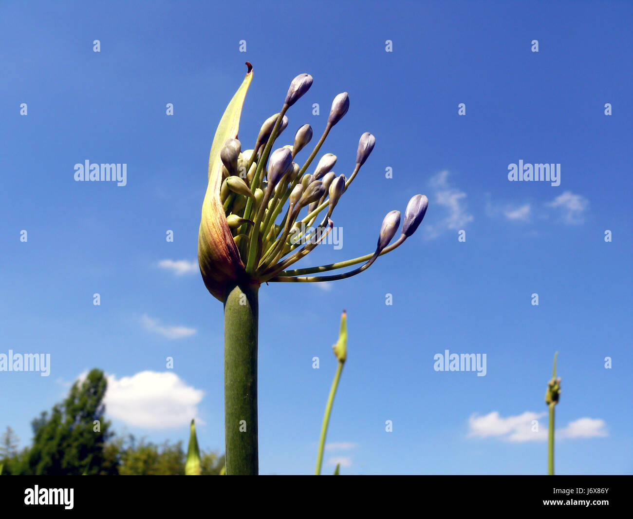 blue plant lily purple firmament sky nature blue plant flower flowers ...