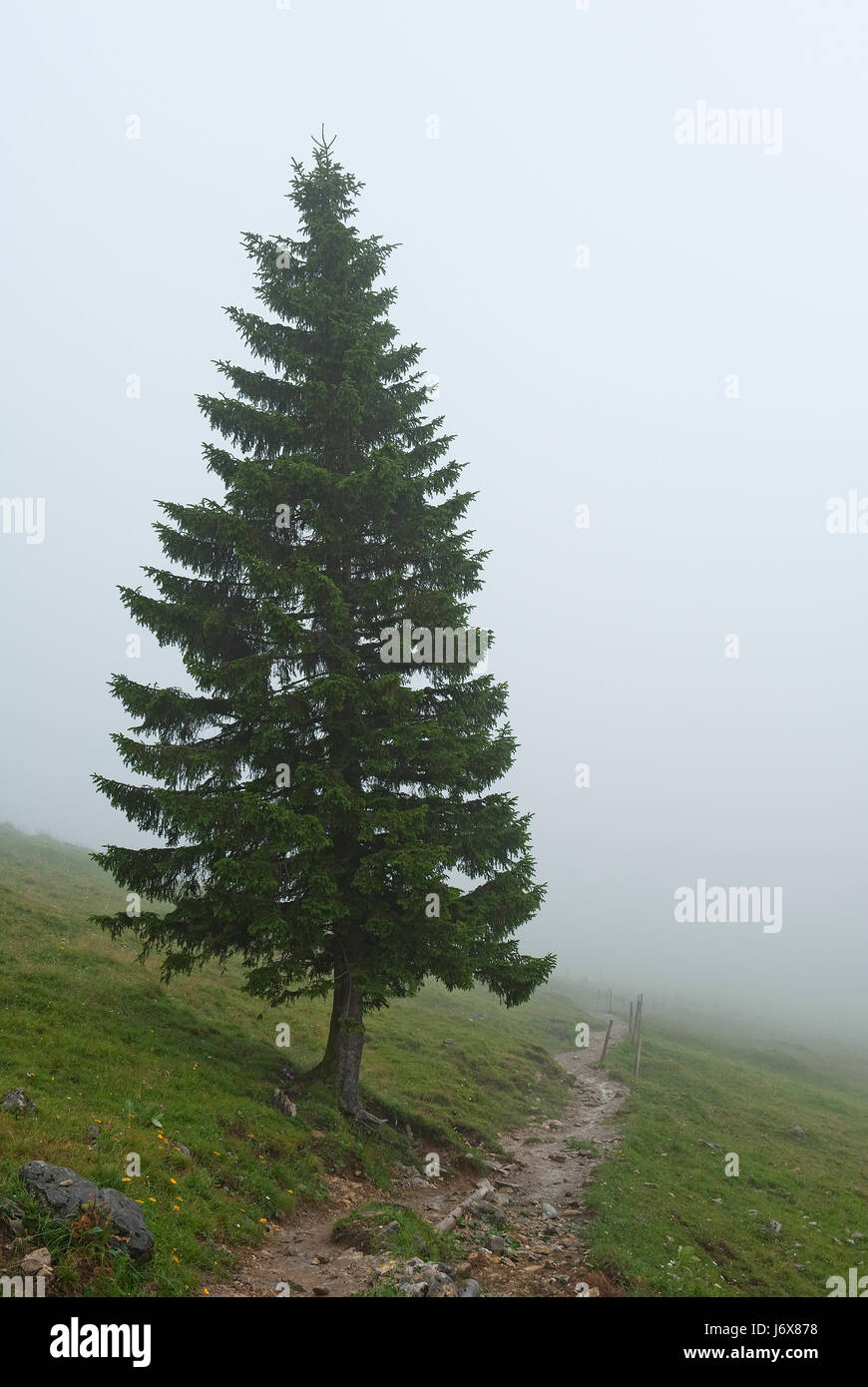 tree bavaria fir path way germany german federal republic meadow ...