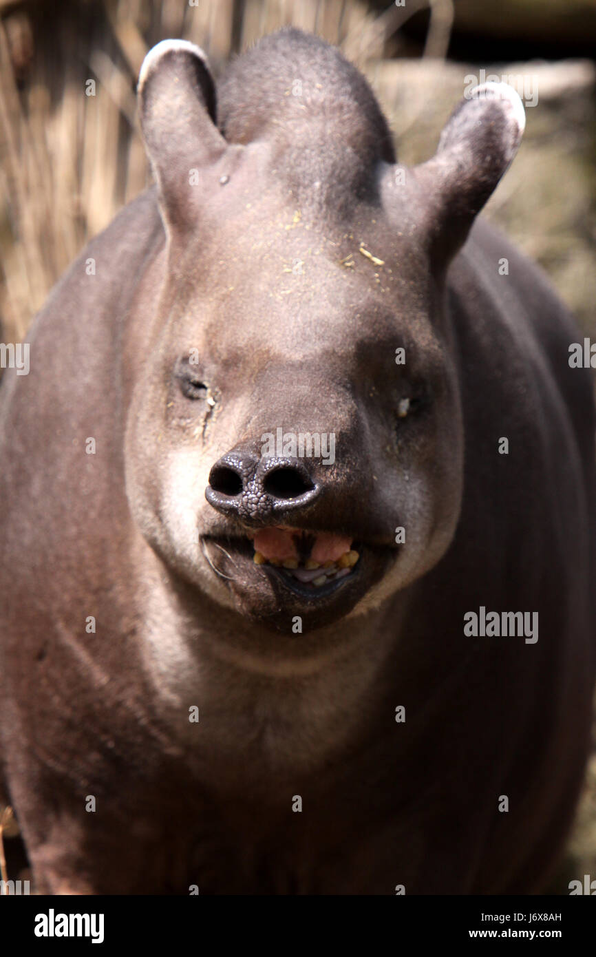 animal mammal herbivore tapir animal mammal south america proboscis ...