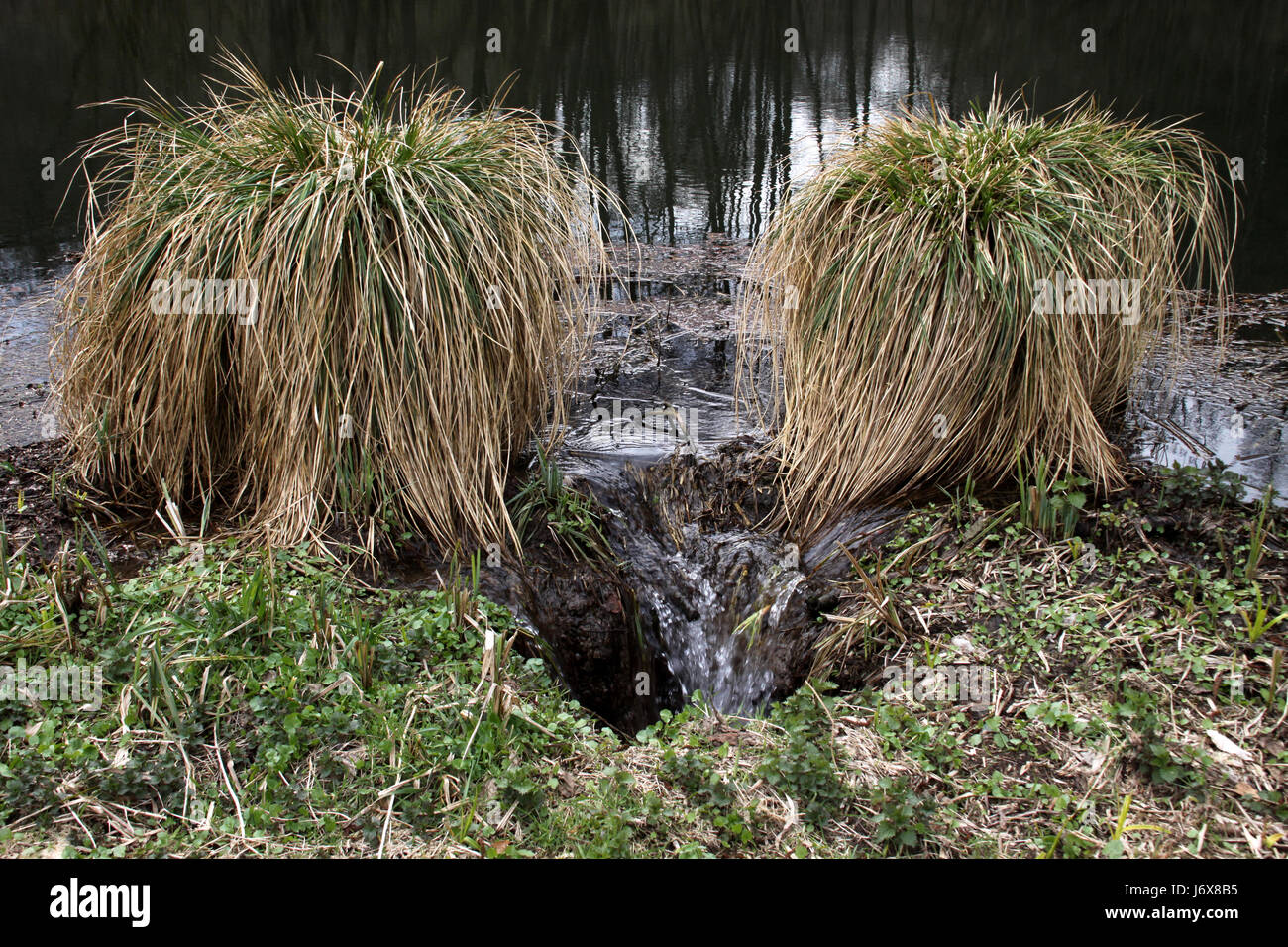 fen hassock sedges meadow grass lawn green plant swamp wet fen plant ...