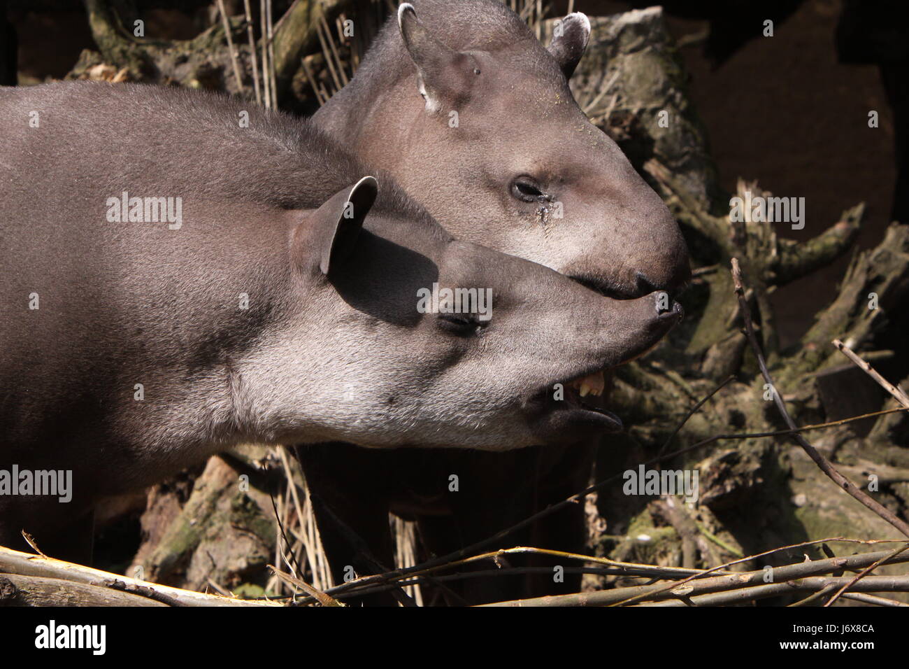 animal mammal herbivore tapir animal mammal south america proboscis ...