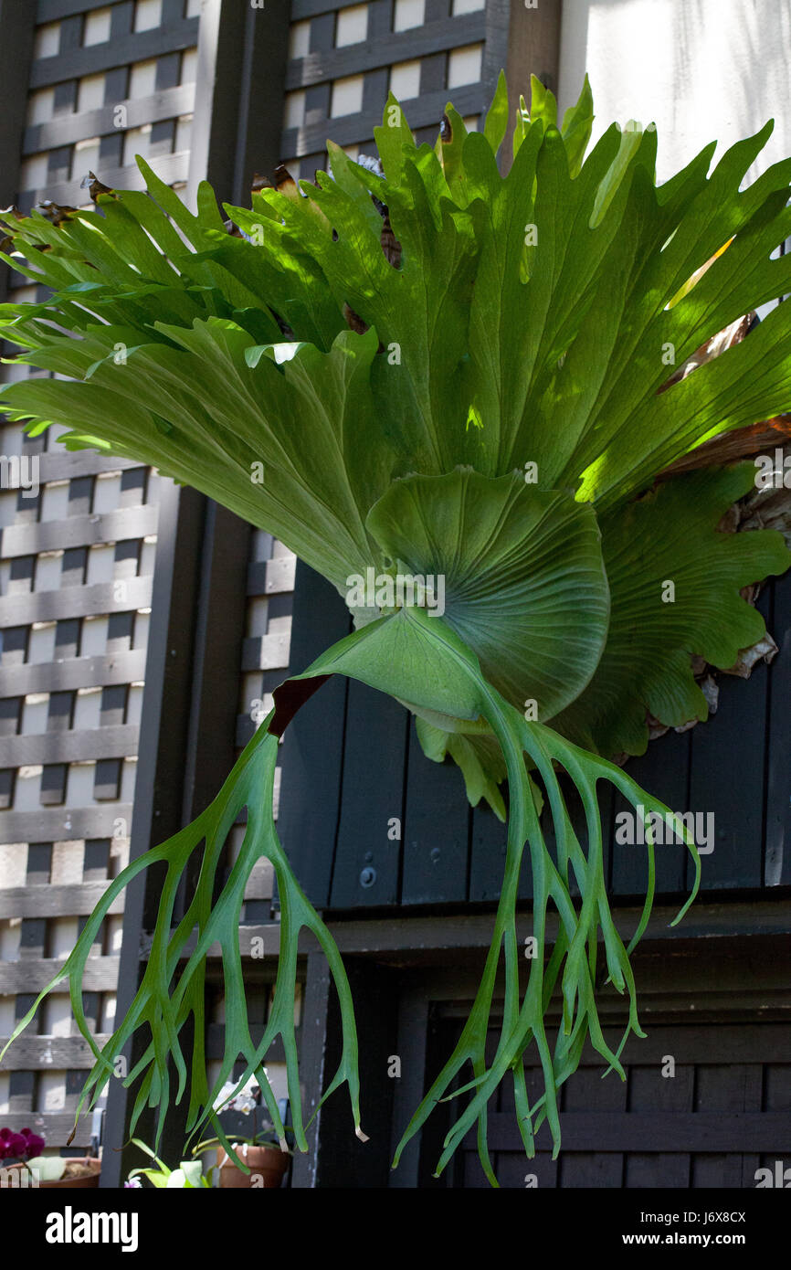 Staghorn fern called Platycerium superbum grows tall and green with ...