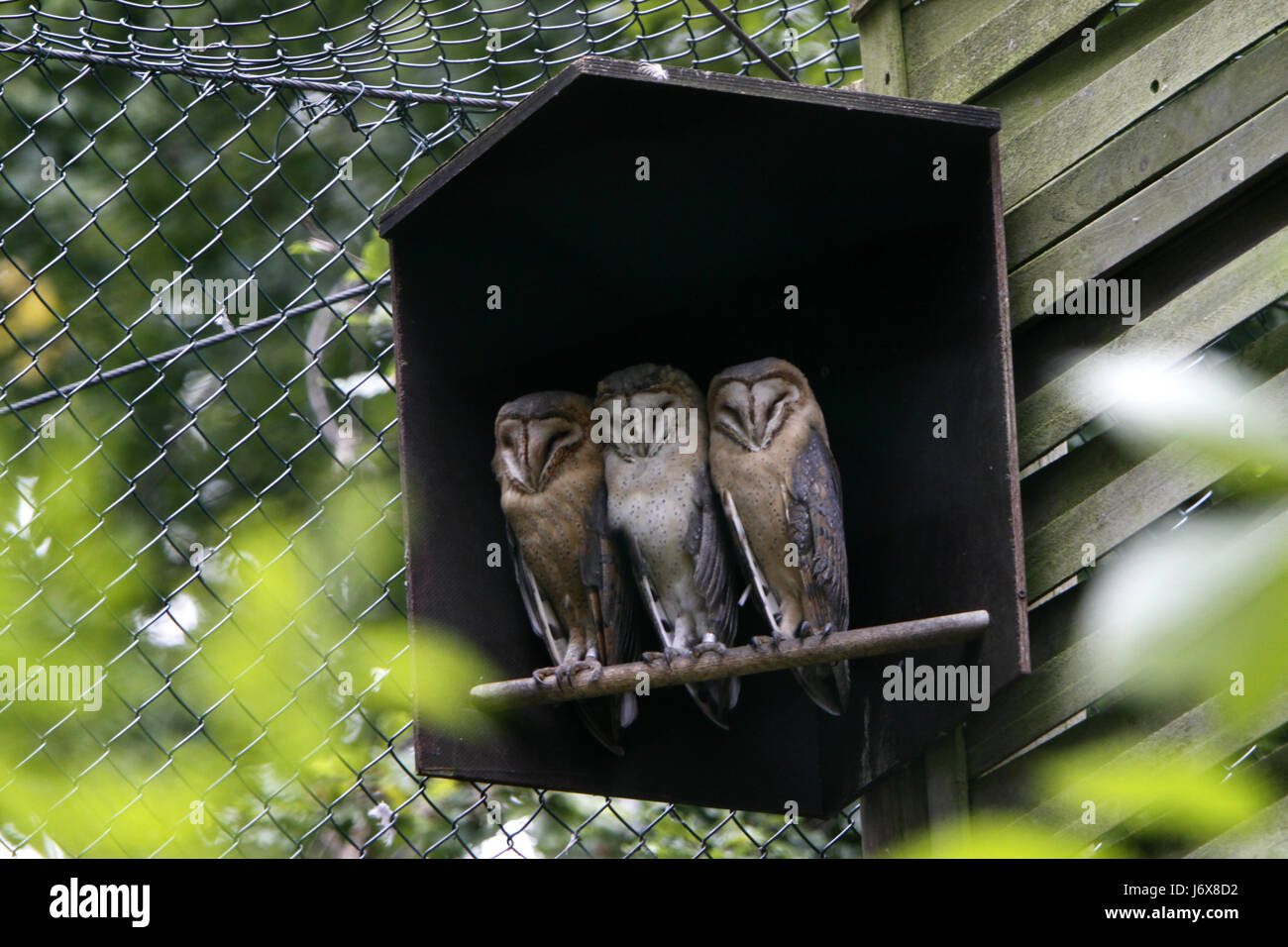 barn owls on perch Stock Photo - Alamy