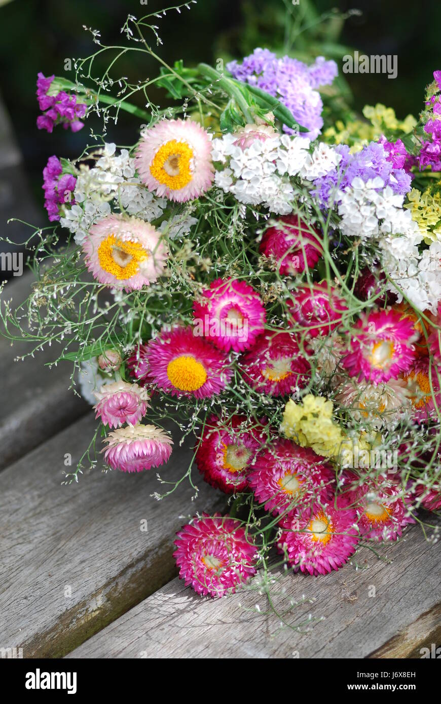 helichrysum (helichrysum bracteatum Stock Photo - Alamy