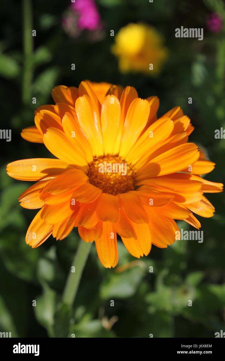 shine shines bright lucent light serene luminous flower plant bloom ...