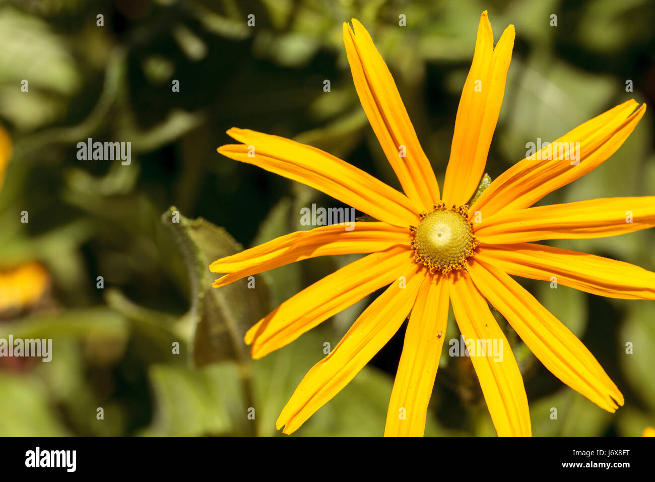 Yellow daisy with long petals blooms in a botanical garden in spring ...
