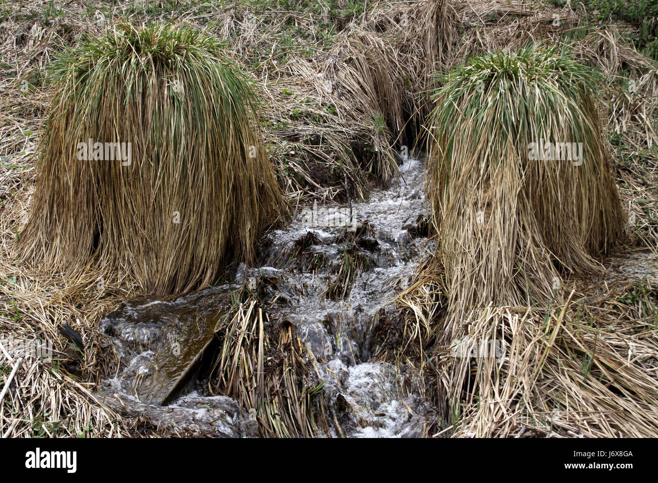fen hassock sedges meadow grass lawn green plant swamp wet fen plant ...