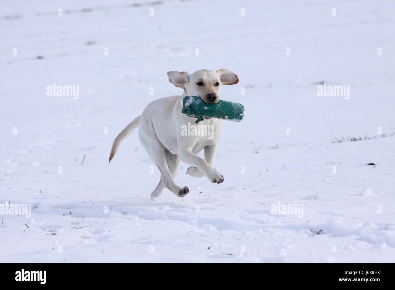 labrador retriever in the snow Stock Photo - Alamy