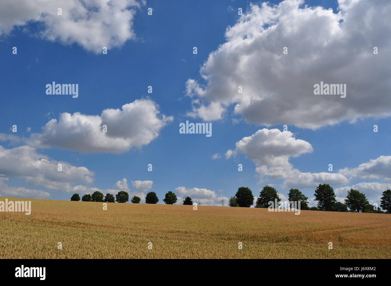field summer summerly grain field a row of trees scenery countryside ...
