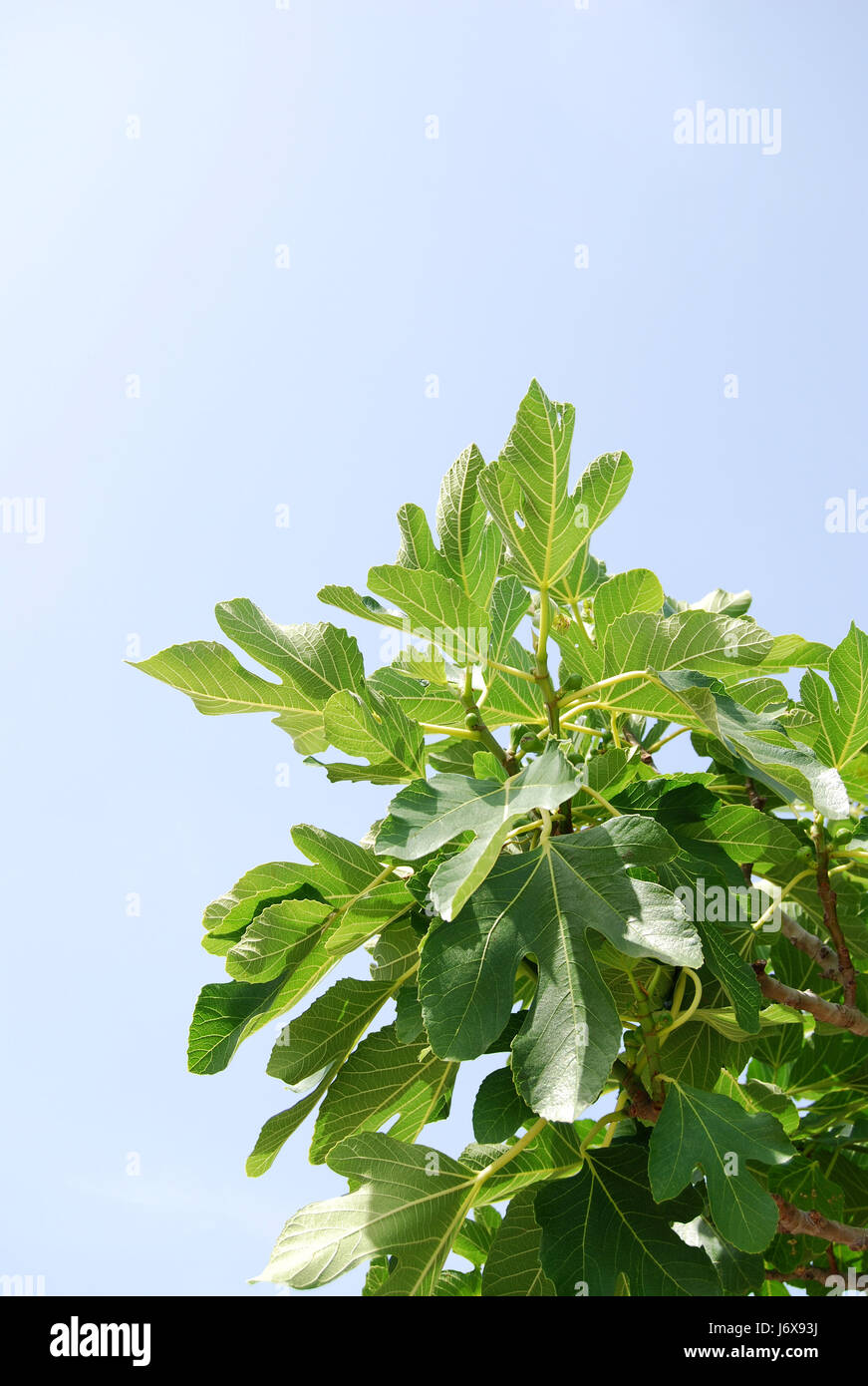 Mediterran figs hi-res stock photography and images - Alamy