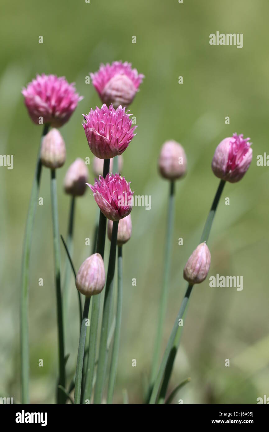 green blossoms purple decorative plant bleed chives chive herbs pink ...