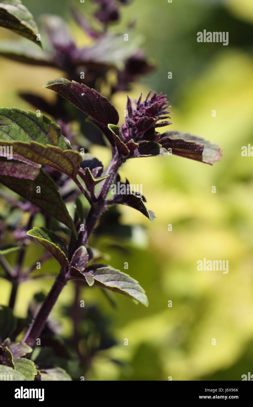 spice boil cooks boiling cooking basil herbs plant blue tea leaf spice ...