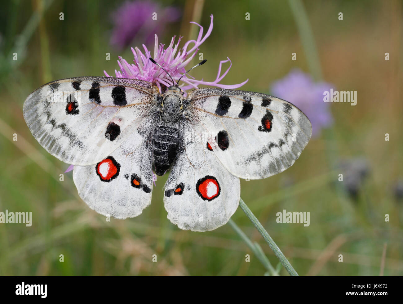 butterfly moth butterfly moth apollofalter ritterfalter parnassius ...