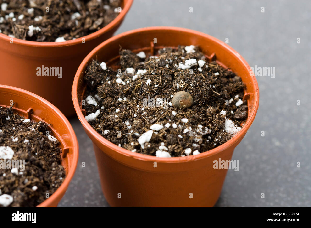 sperm flowerpot pot seed corn topsoil studio photography plant grain ...