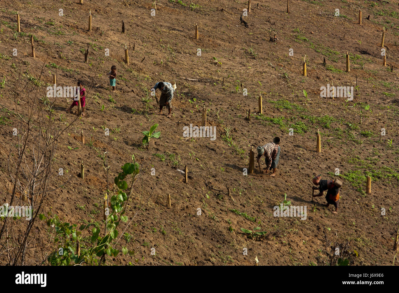 Jhum cultivation hi-res stock photography and images - Alamy
