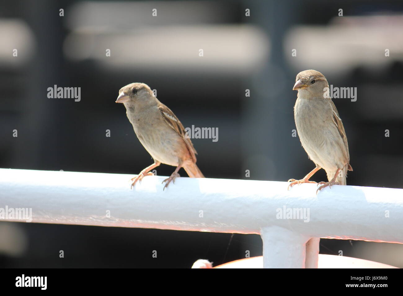Ordinary birds hi-res stock photography and images - Alamy